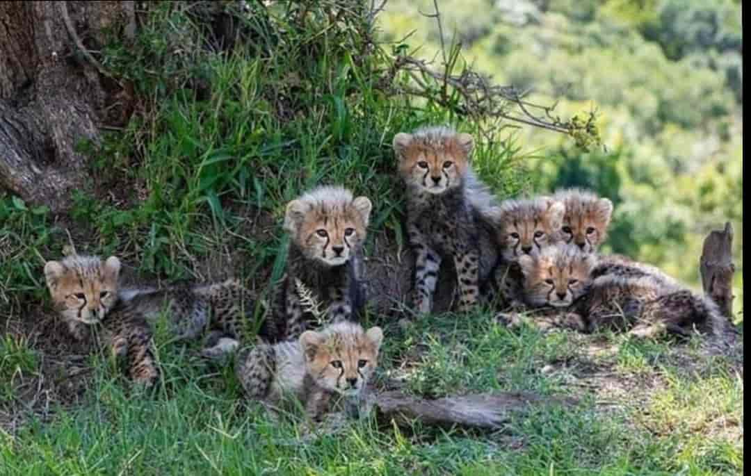 Cheetah gives birth to seven cubs. | Incredible Kenya Adventures